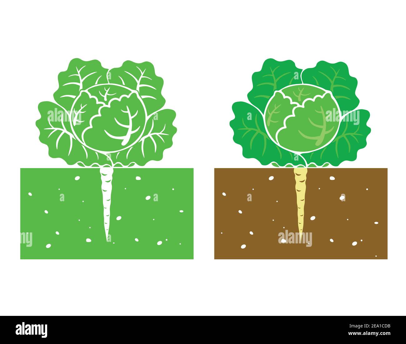 Cabbage vector vectors hi-res stock photography and images - Alamy