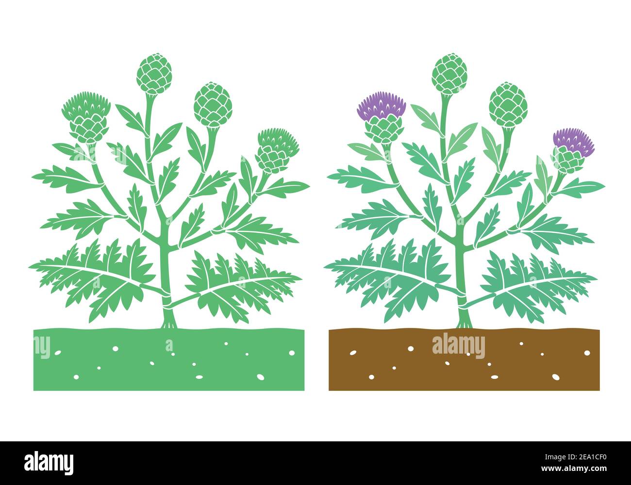Artichoke artichokes Stock Vector Images - Alamy