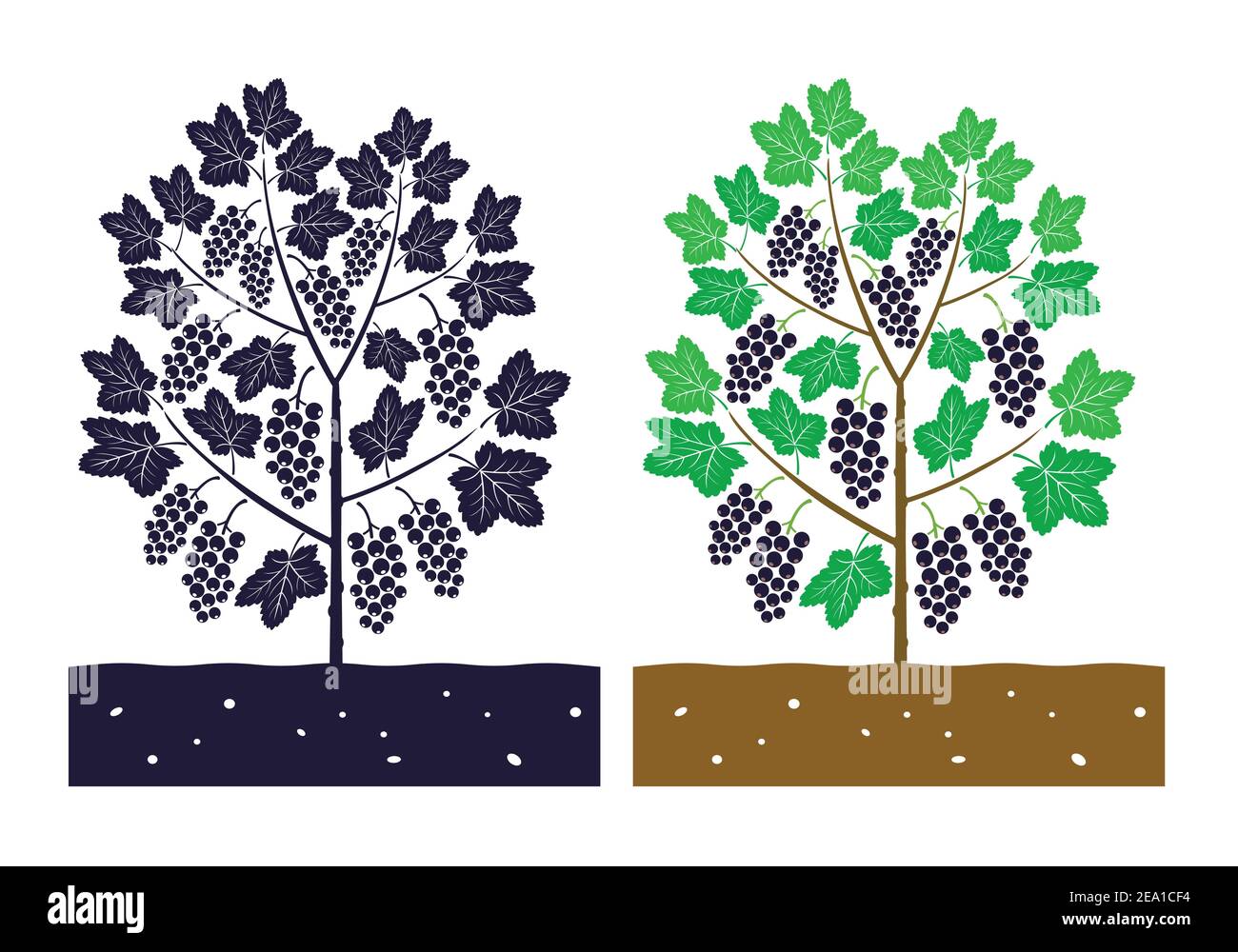 Blackcurrant vector vectors Cut Out Stock Images & Pictures - Alamy