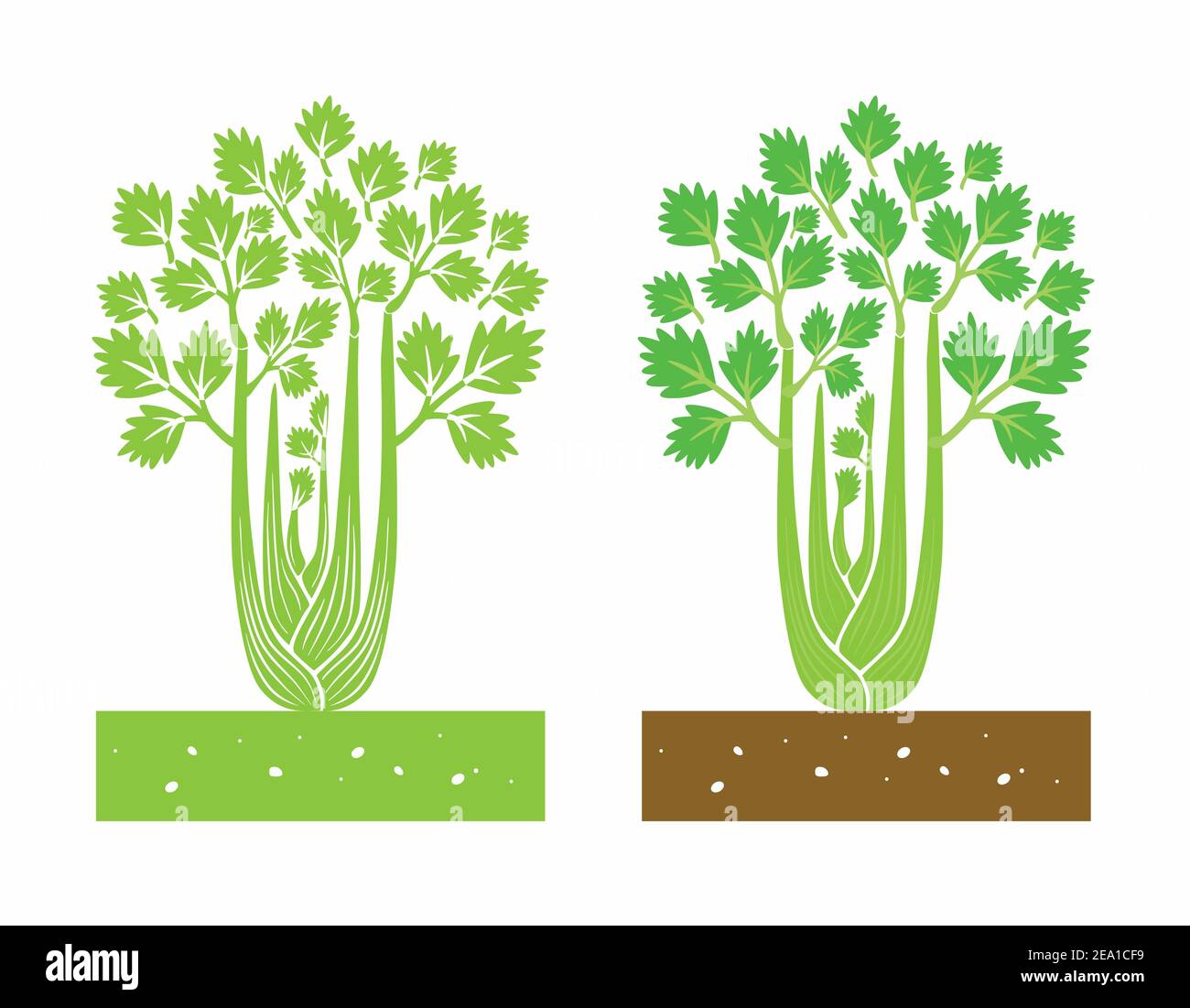 Fresh celery icon cartoon Stock Vector Images - Alamy