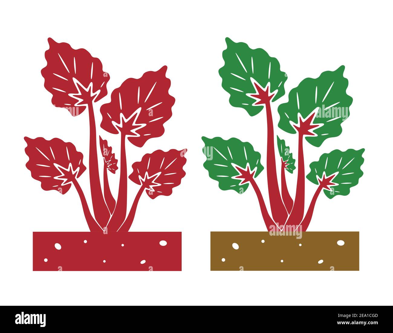 rhubarb plant,vector illustration Stock Vector Image & Art - Alamy