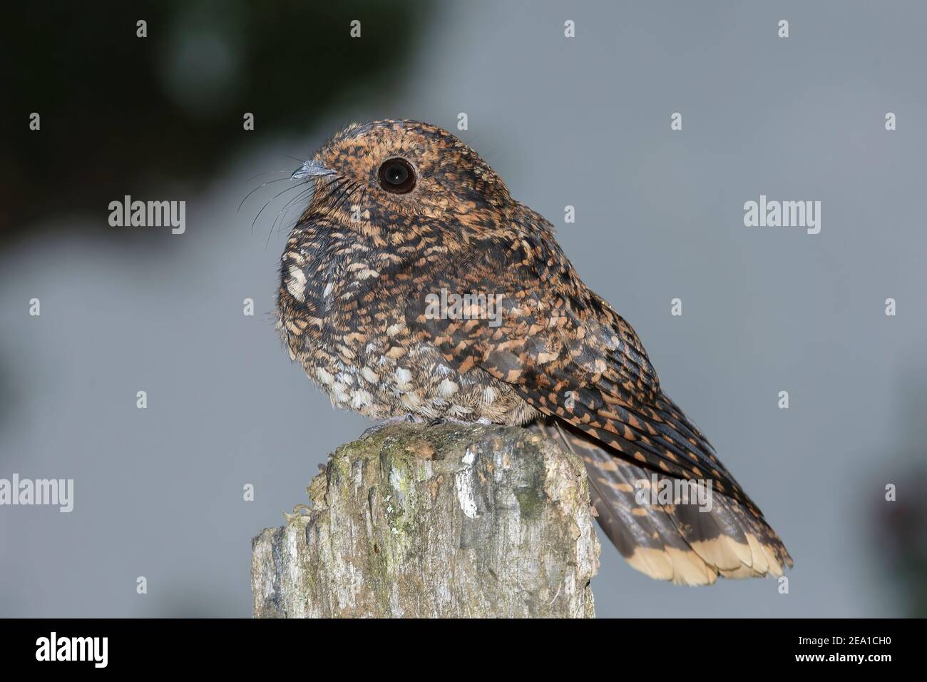 Dusky nightjars hi-res stock photography and images - Alamy