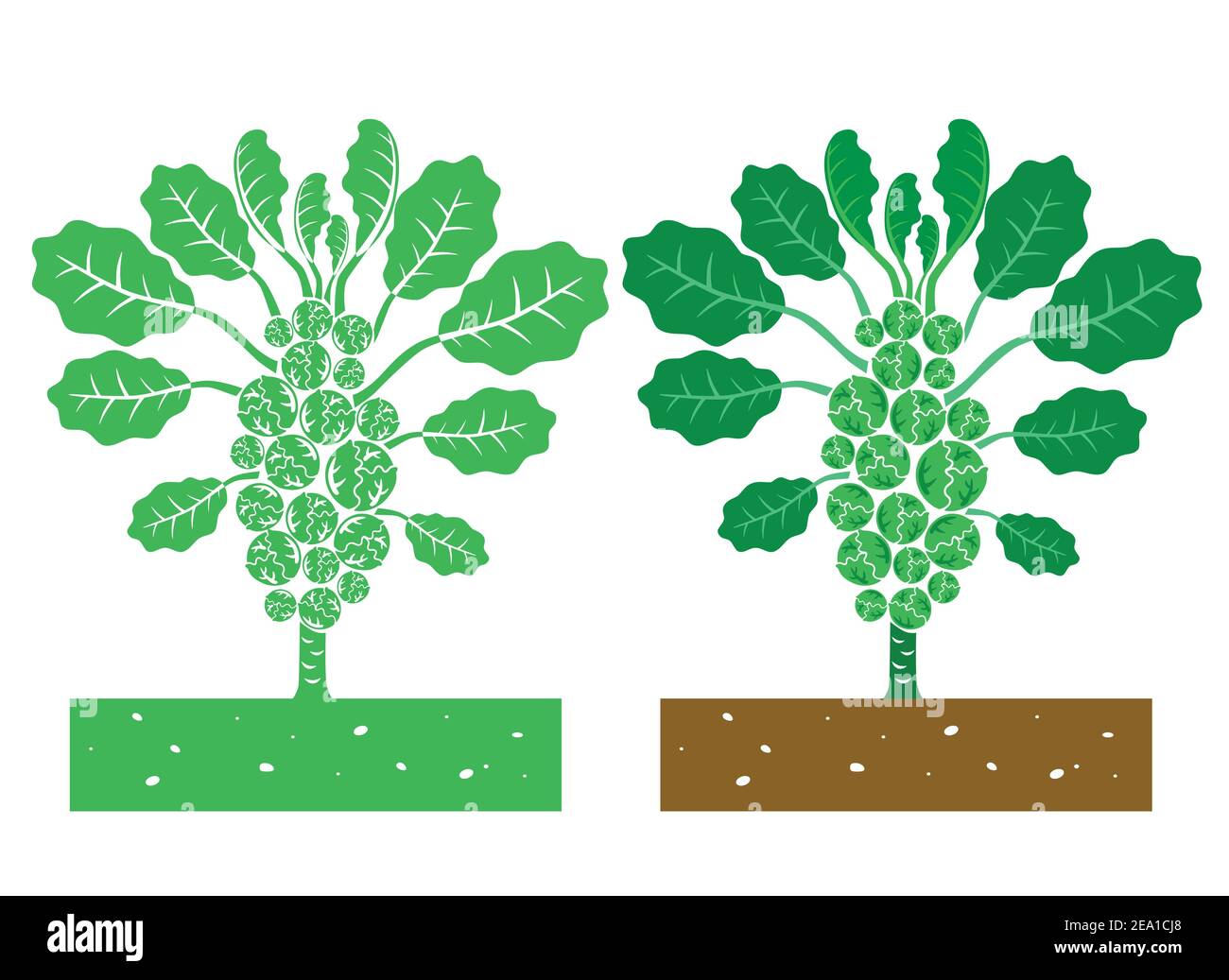 Brussels sprouts garden Stock Vector Images - Alamy