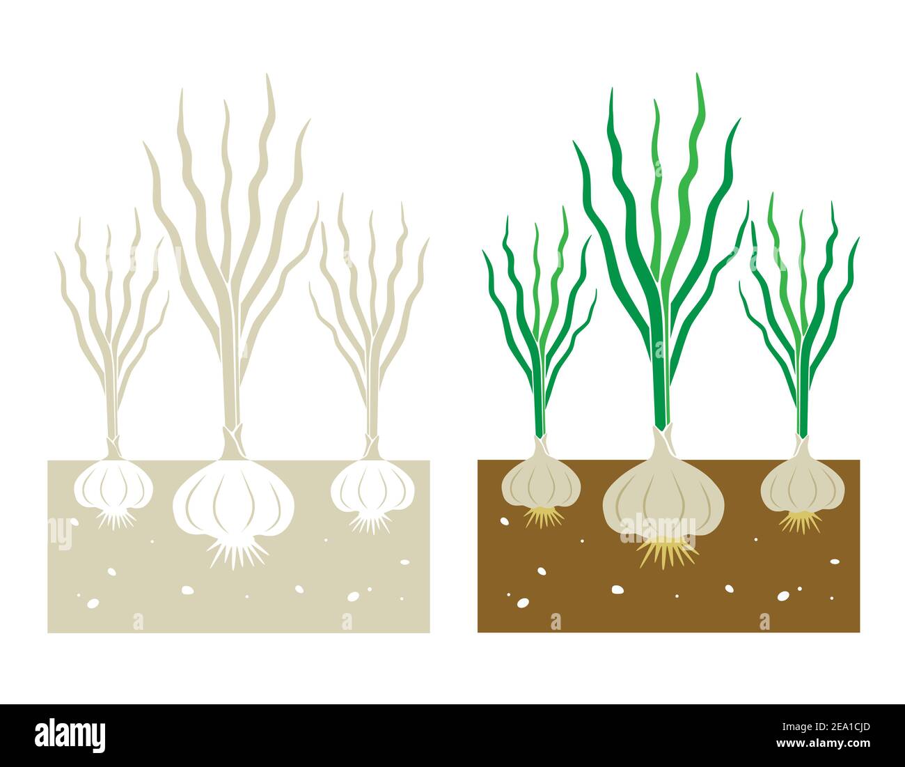 Garlic Plant Clip Art