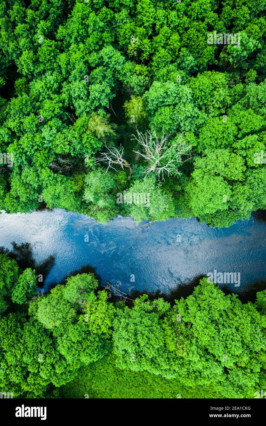 Tuchola forest bory tucholskie national park hi-res stock photography ...