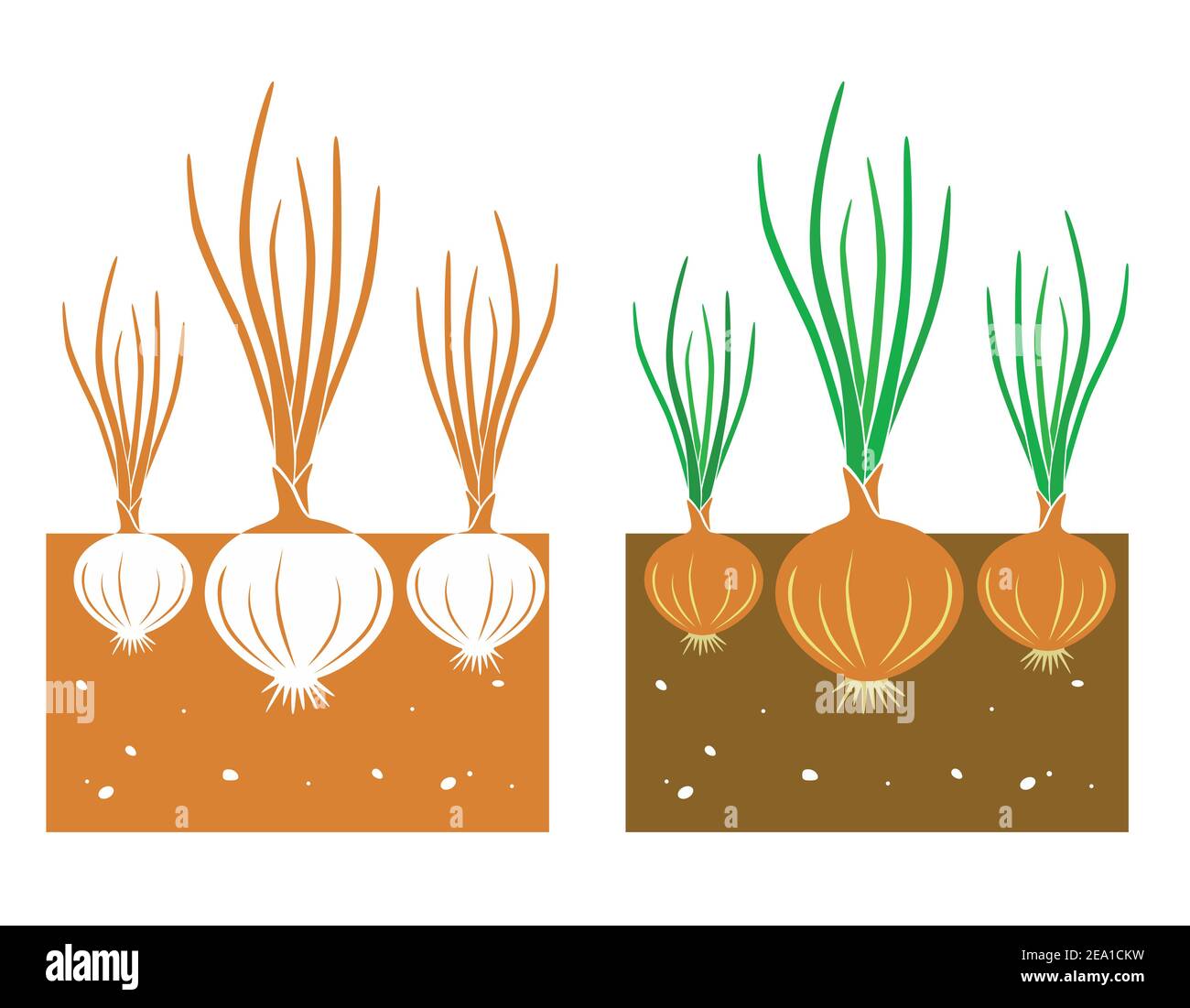 onion plant with leaves and tubers,vector illustration Stock Vector ...