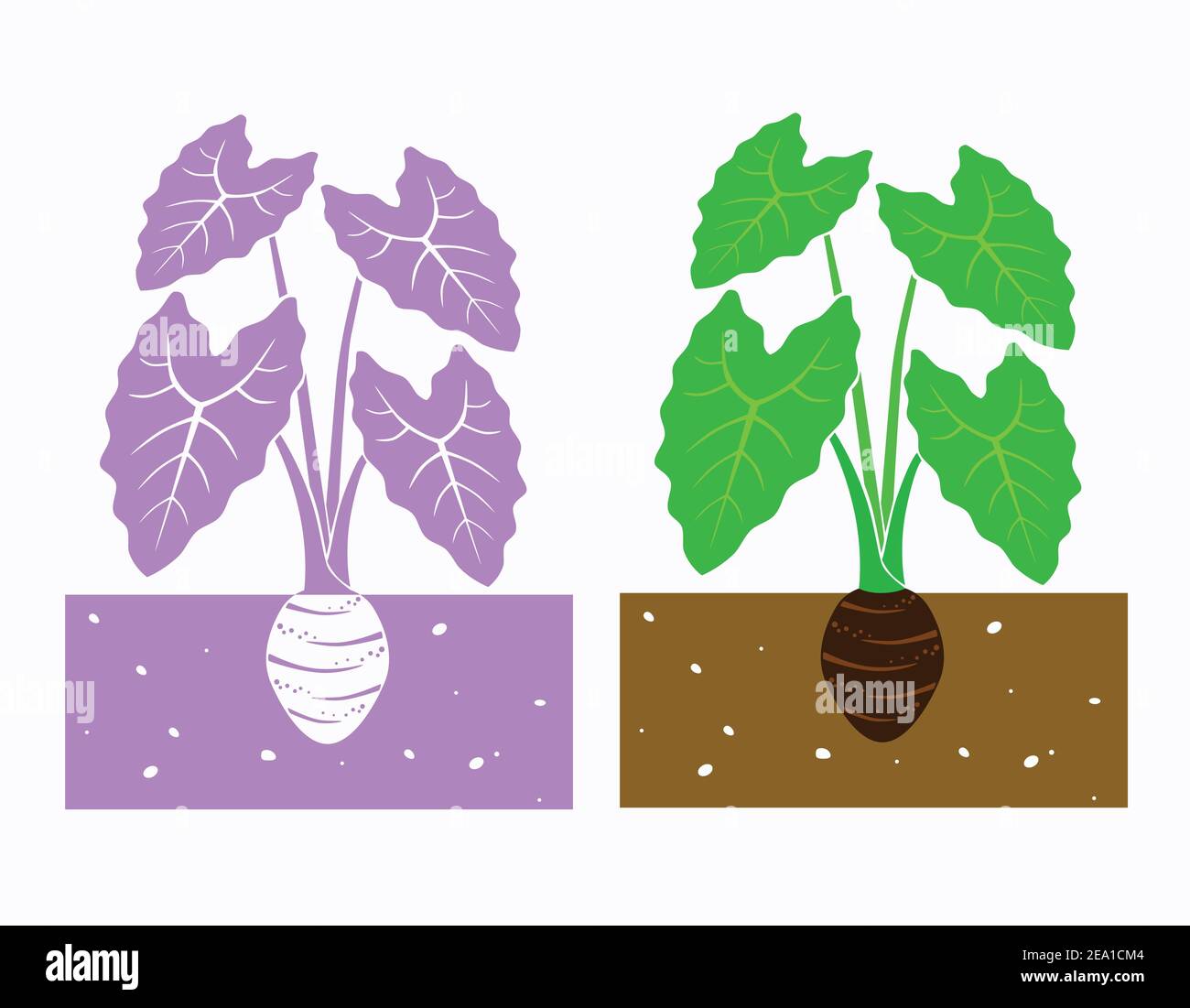 Taro plant hi-res stock photography and images - Alamy