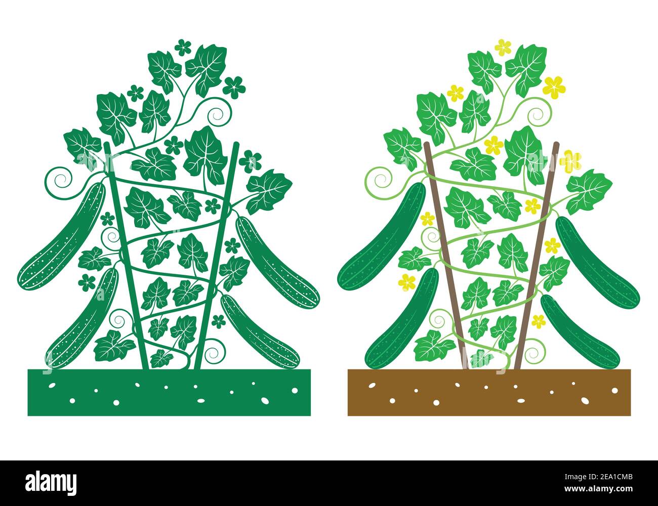 Cucumber ground soil Stock Vector Images - Alamy