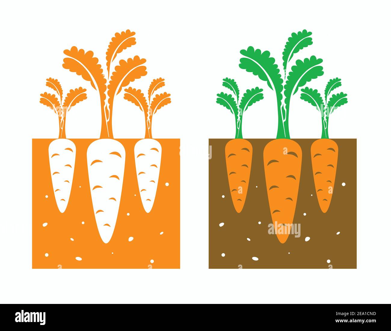carrot plant with leaves and tubers Stock Vector Image & Art - Alamy