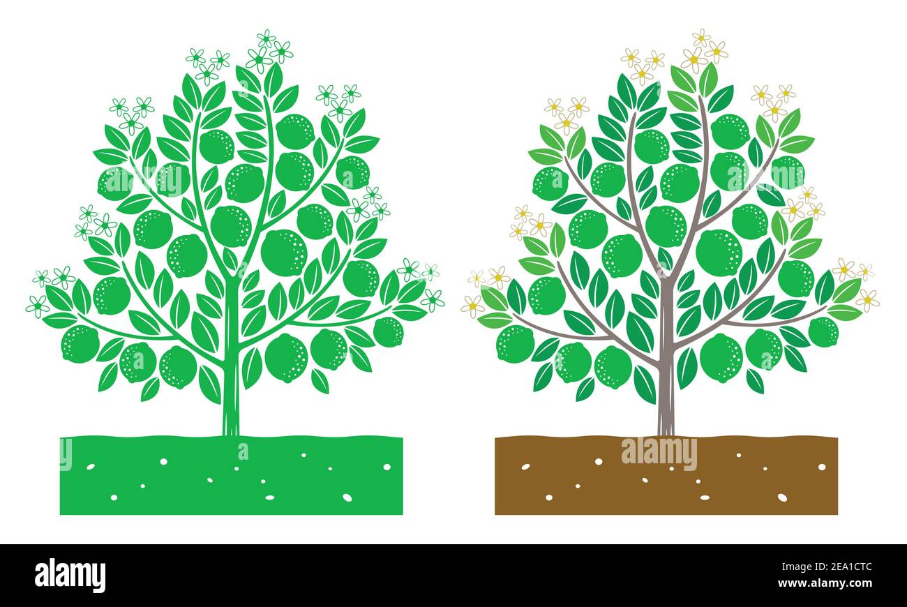 Lime flower green leaves Stock Vector Images - Alamy