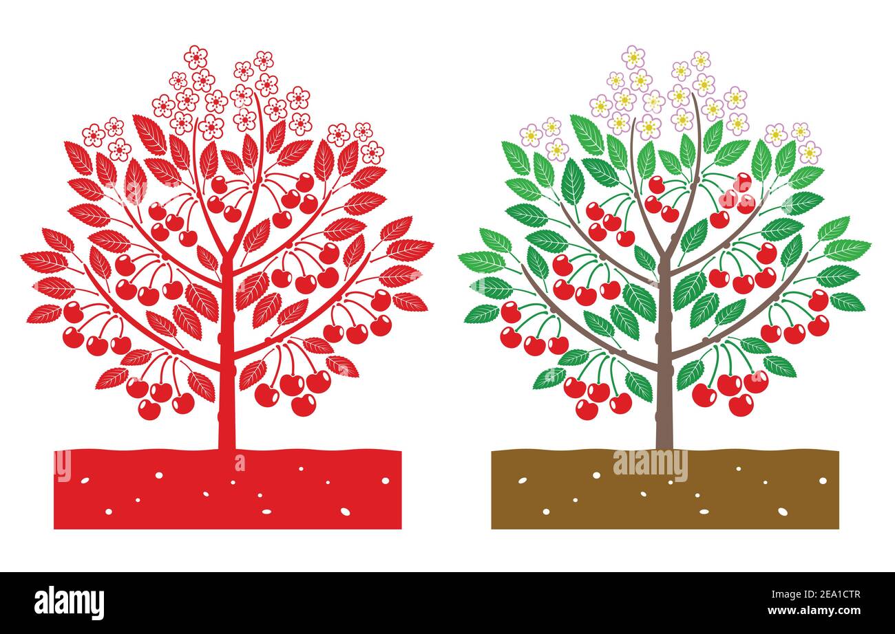 Red cherry tree Stock Vector Images - Alamy