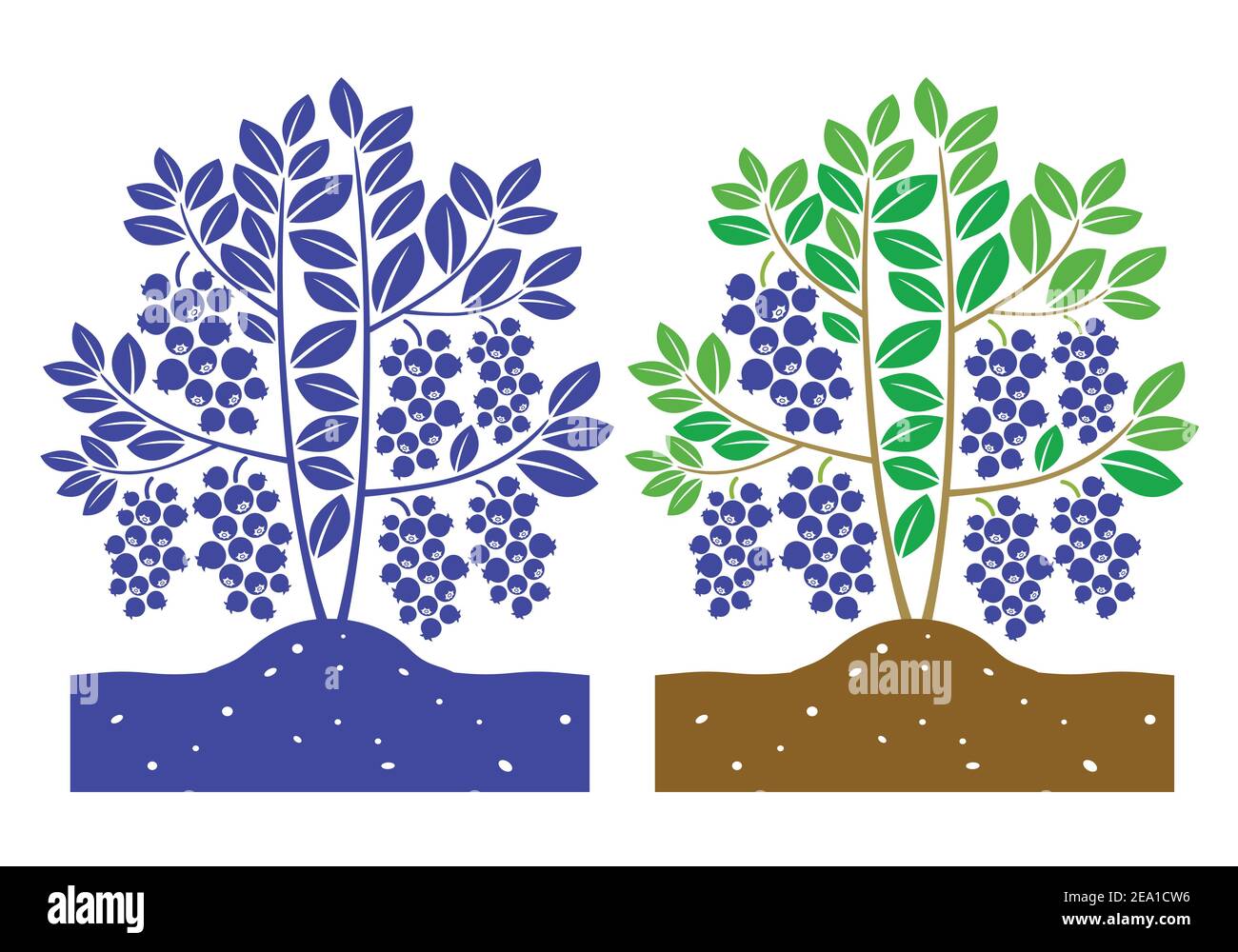 blueberry plant with leaves and product Stock Vector Image & Art - Alamy