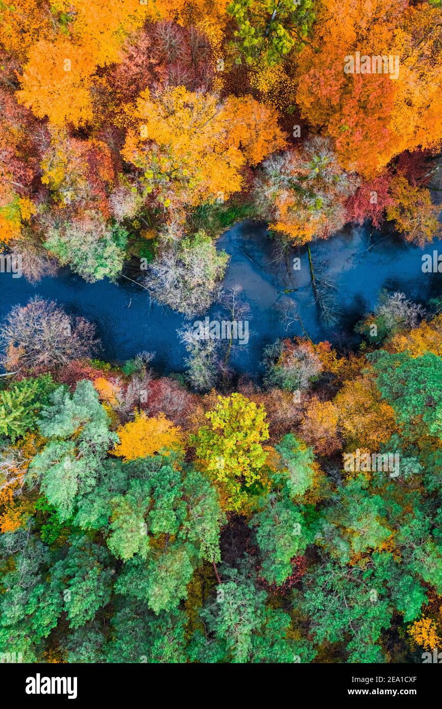 Half yellow and half green forest along river, view from above Stock ...