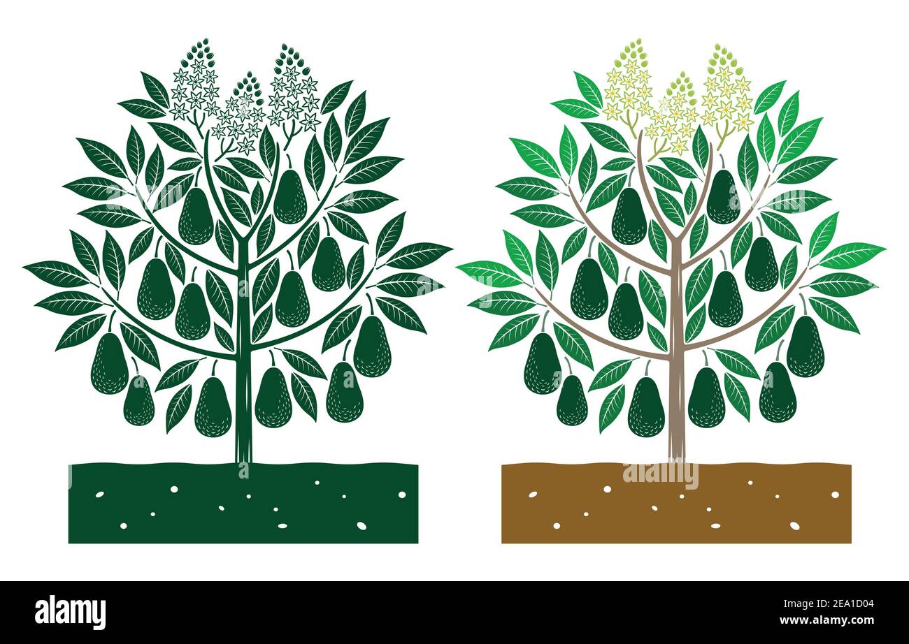 Avocado tree vector Cut Out Stock Images & Pictures - Alamy