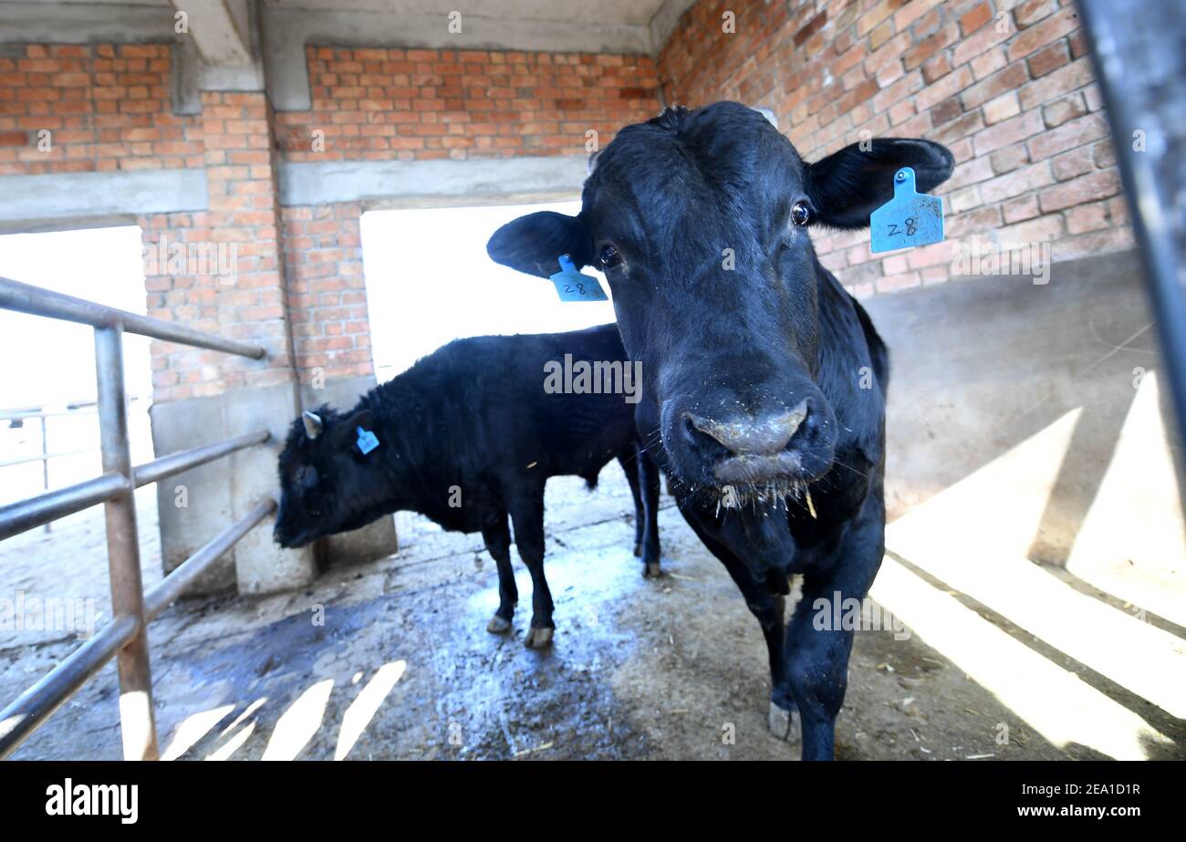 Xi'an. 5th Feb, 2021. Photo taken on Feb. 5, 2021 shows Japanese black ...