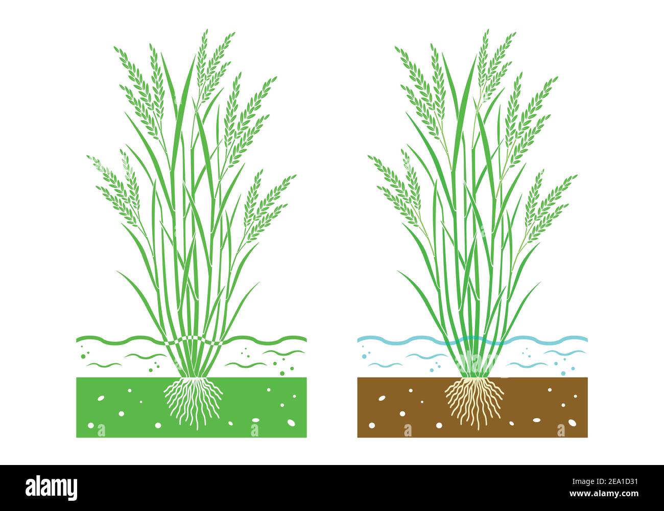 Grain of rice vector vectors Cut Out Stock Images & Pictures - Alamy
