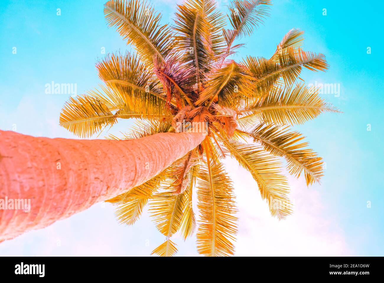 Palm tree bottom view hi-res stock photography and images - Alamy