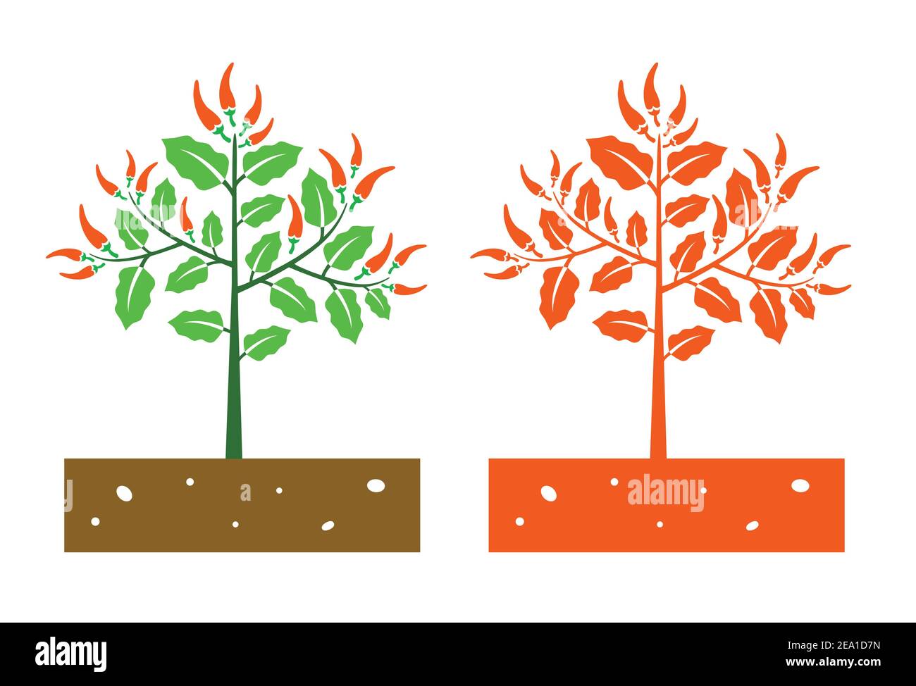 chili plant with ripe chili,vectot and illustration Stock Vector Image ...