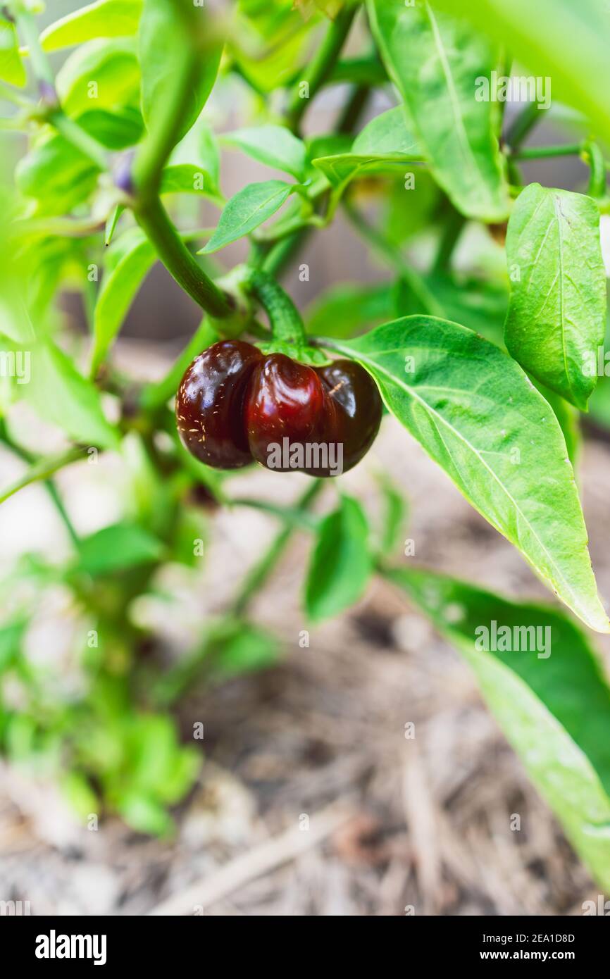 close-up of capsicum plant with mini bell peppers outdoor in sunny ...
