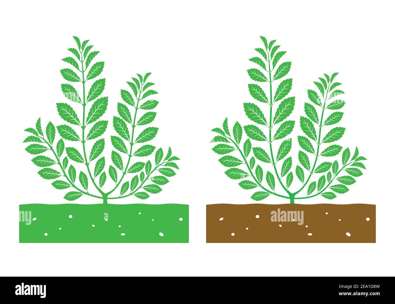 Stevia leaf Stock Vector Images - Alamy
