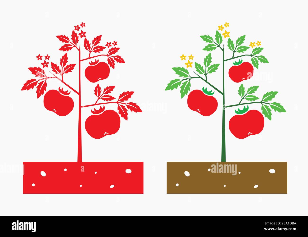 Tomato Leaf Vector
