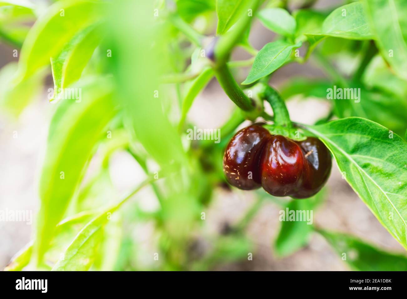 close-up of capsicum plant with mini bell peppers outdoor in sunny ...