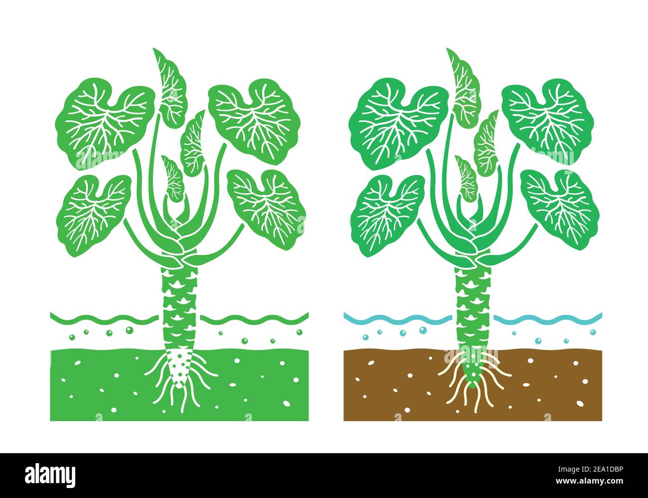 wasabi plant with leaves,vector illustration Stock Vector Image & Art ...