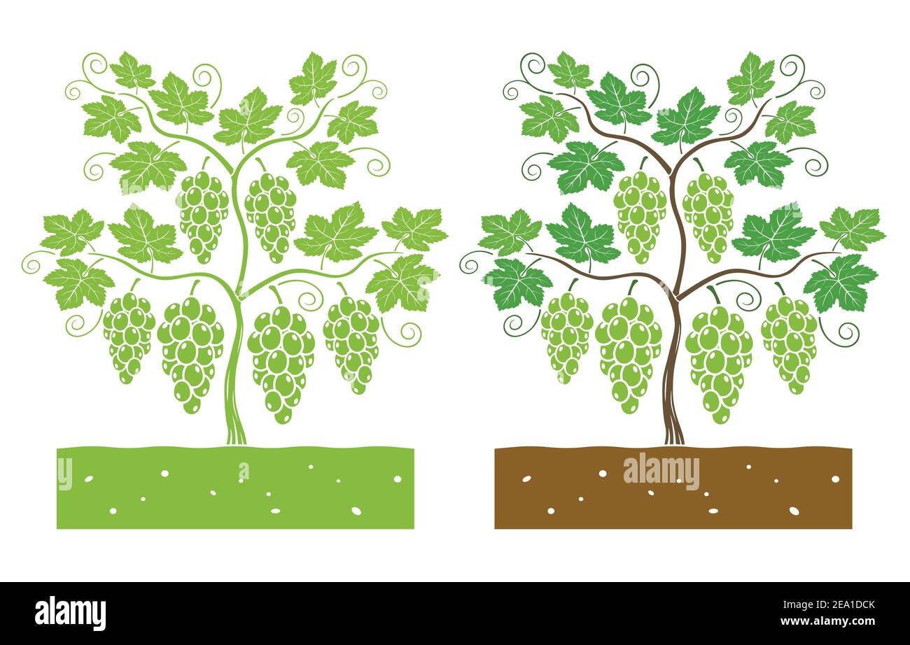 Green grape vector vectors hi-res stock photography and images - Alamy