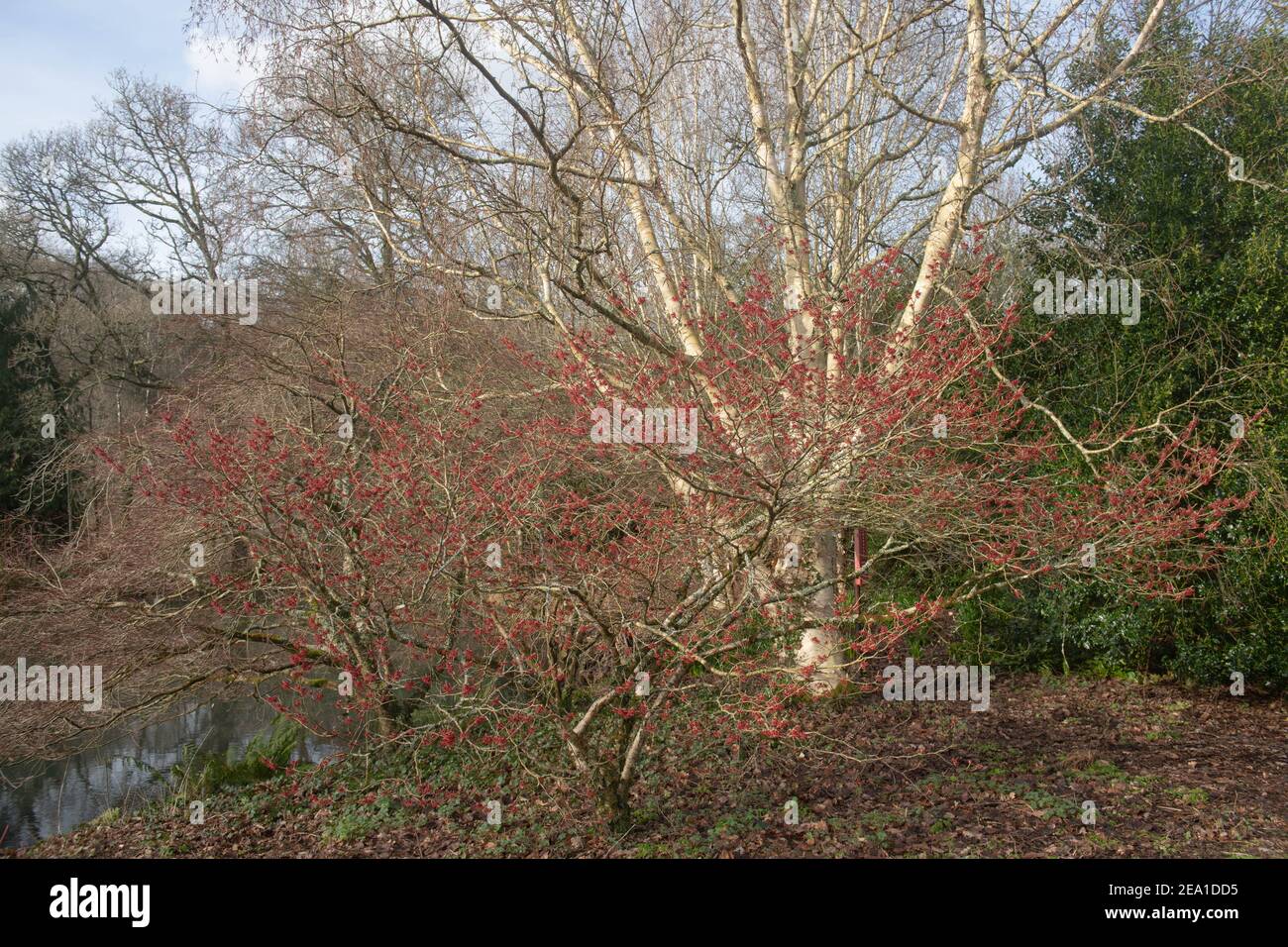 Chinese shrub hi-res stock photography and images - Alamy