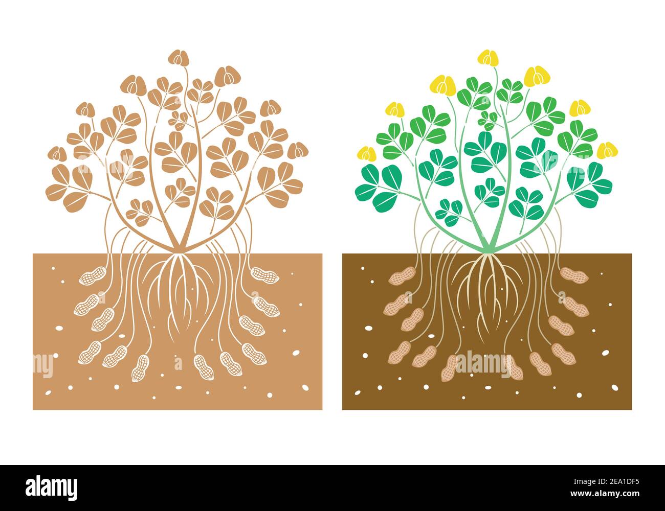 Cartoon Peanut High Resolution Stock Photography and Images - Alamy