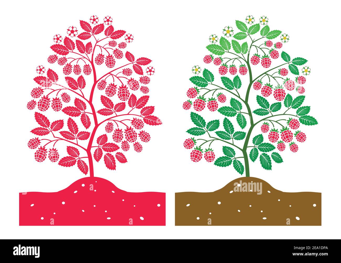 Wild raspberry plant Stock Vector Images - Alamy