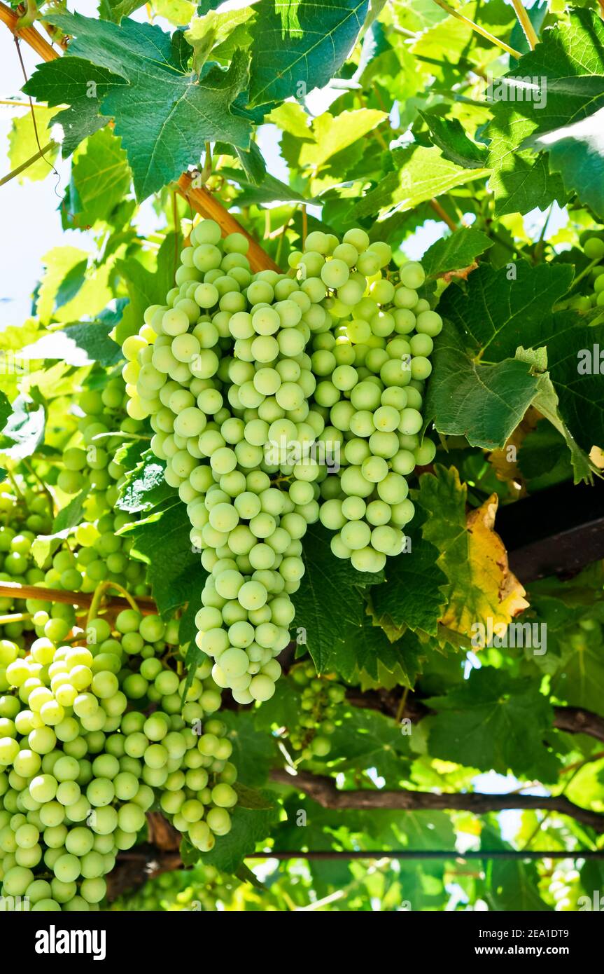 Vertical shot bunches wine hi-res stock photography and images - Alamy