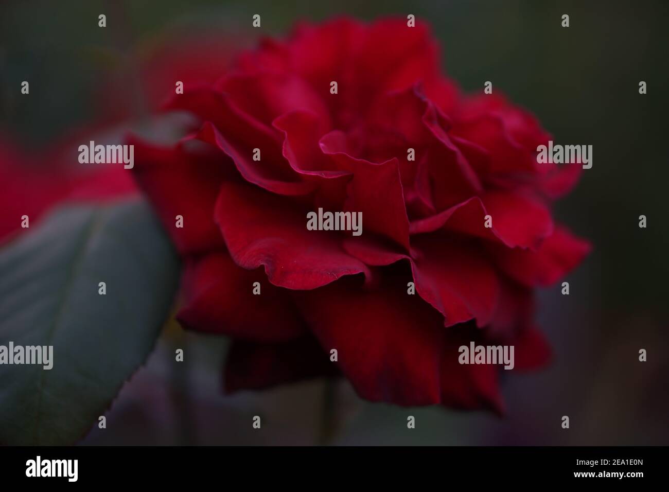 Fully bloomed red rose hi-res stock photography and images - Alamy
