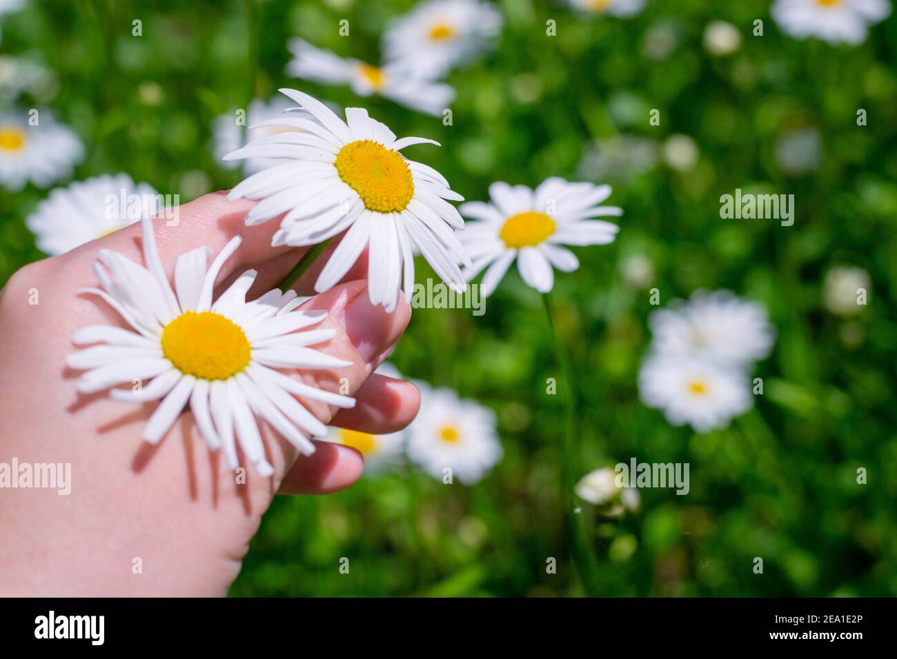 Camomile in hand hi-res stock photography and images - Alamy