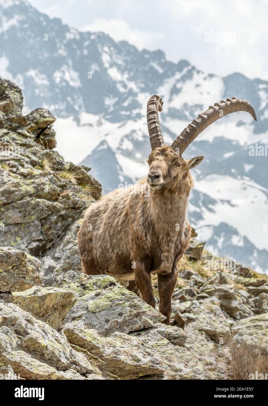 Mammals of the alps hi-res stock photography and images - Alamy