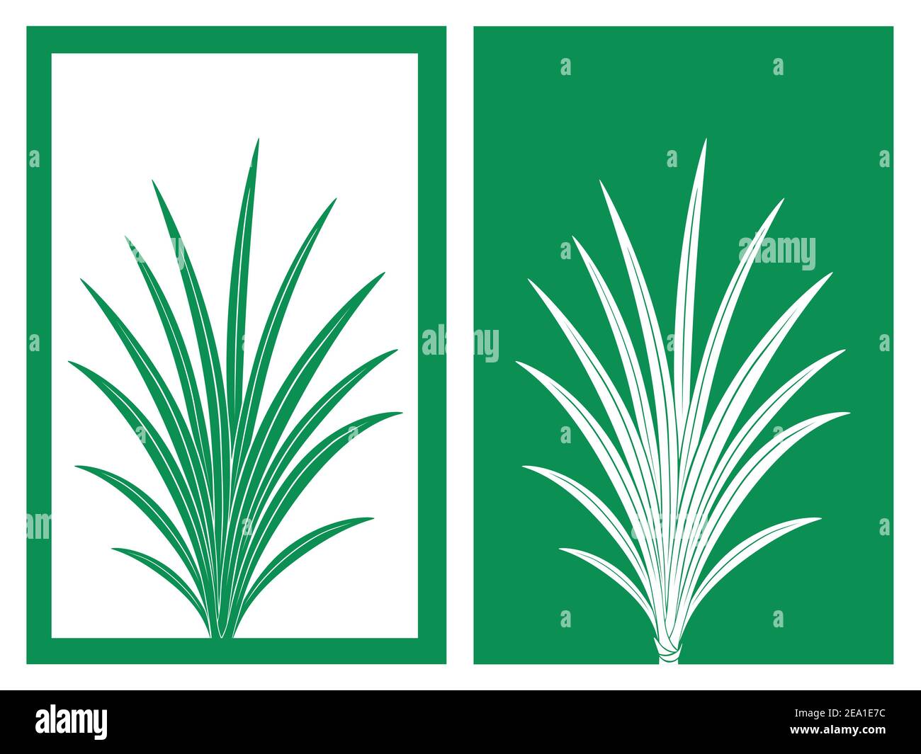 Pandan plant Stock Vector Images - Alamy