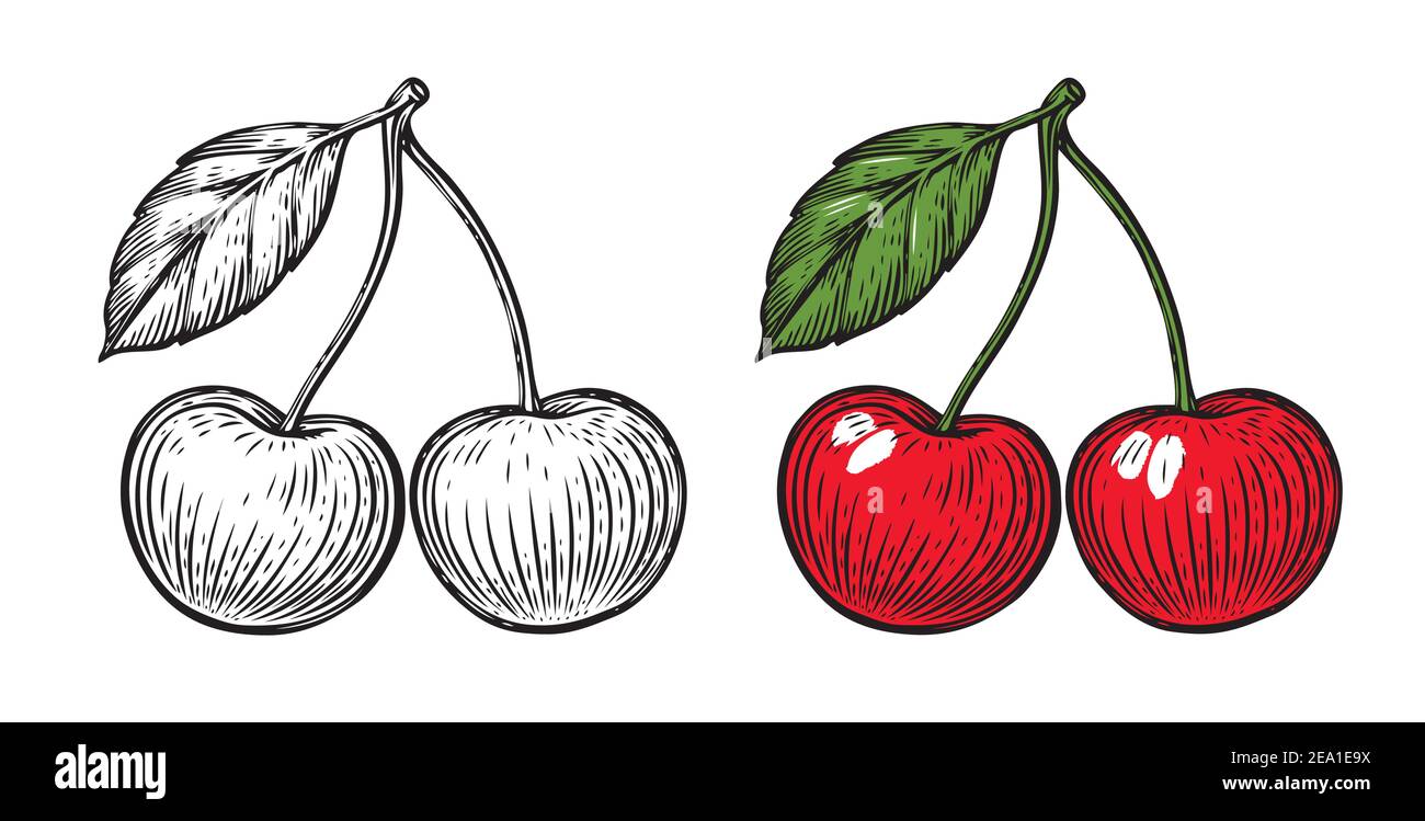 Pair of cherries. Hand drawn fruit isolated vector illustration Stock ...