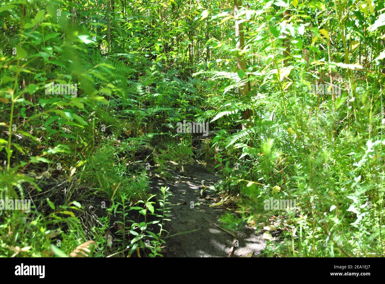 forest hiking trail in south Africa with many plant species and there ...