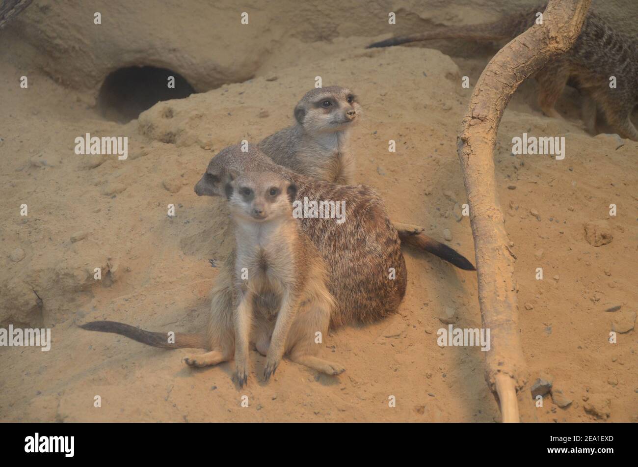 Meerkat (Surikate), zoo of Frankfurt am Main, Germany Stock Photo - Alamy
