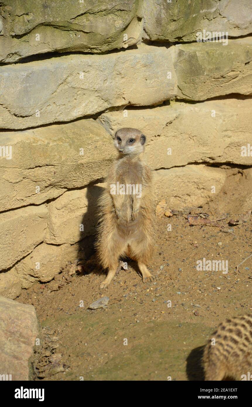 Meerkat (Surikate), zoo of Frankfurt am Main, Germany Stock Photo - Alamy
