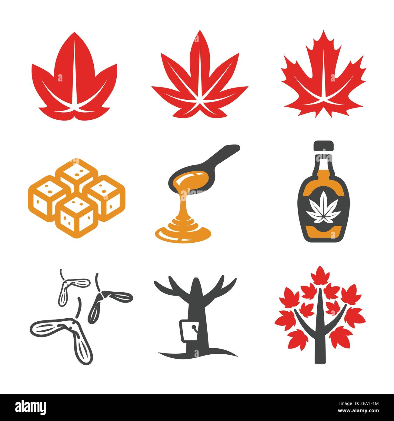 Sugar maple tree Cut Out Stock Images & Pictures - Alamy