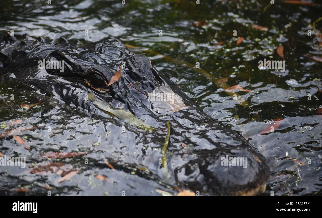Wild gator in the swamps of the bayou Stock Photo - Alamy