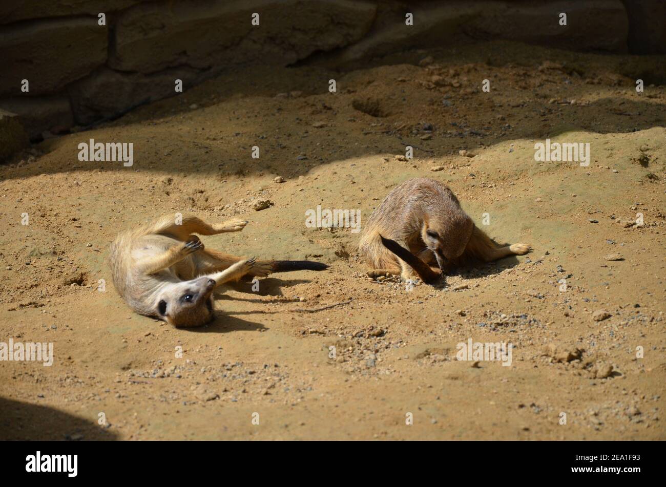 Meerkat (Surikate), zoo of Frankfurt am Main, Germany Stock Photo - Alamy