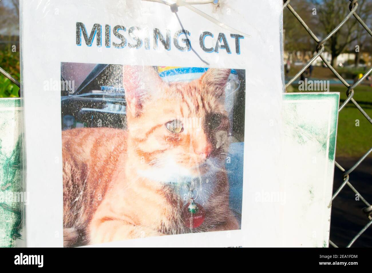 Missing cat poster attached to park fence Stock Photo - Alamy