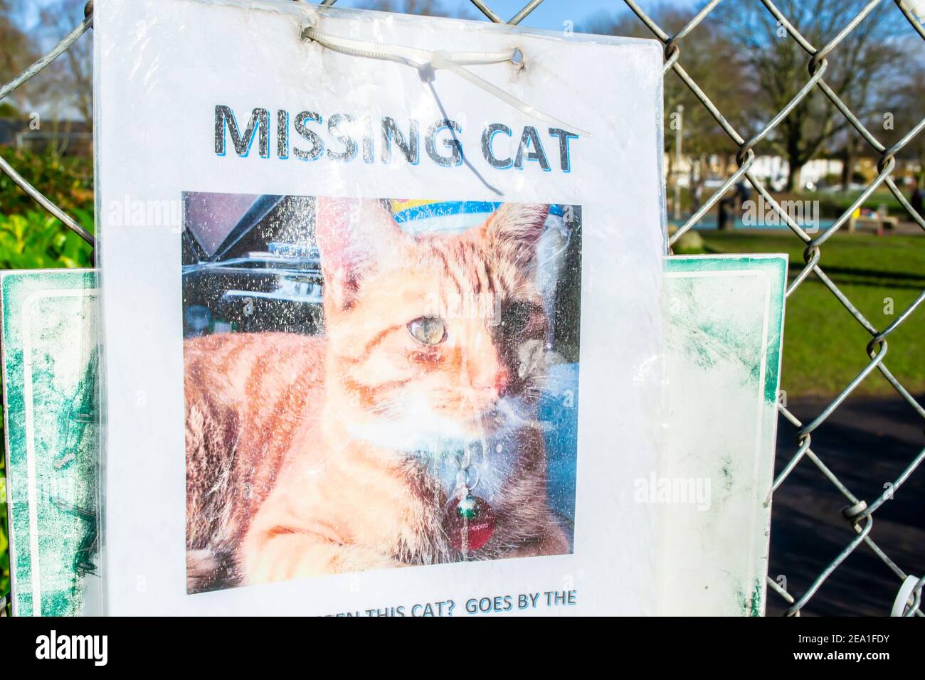 Missing cat poster hi-res stock photography and images - Alamy