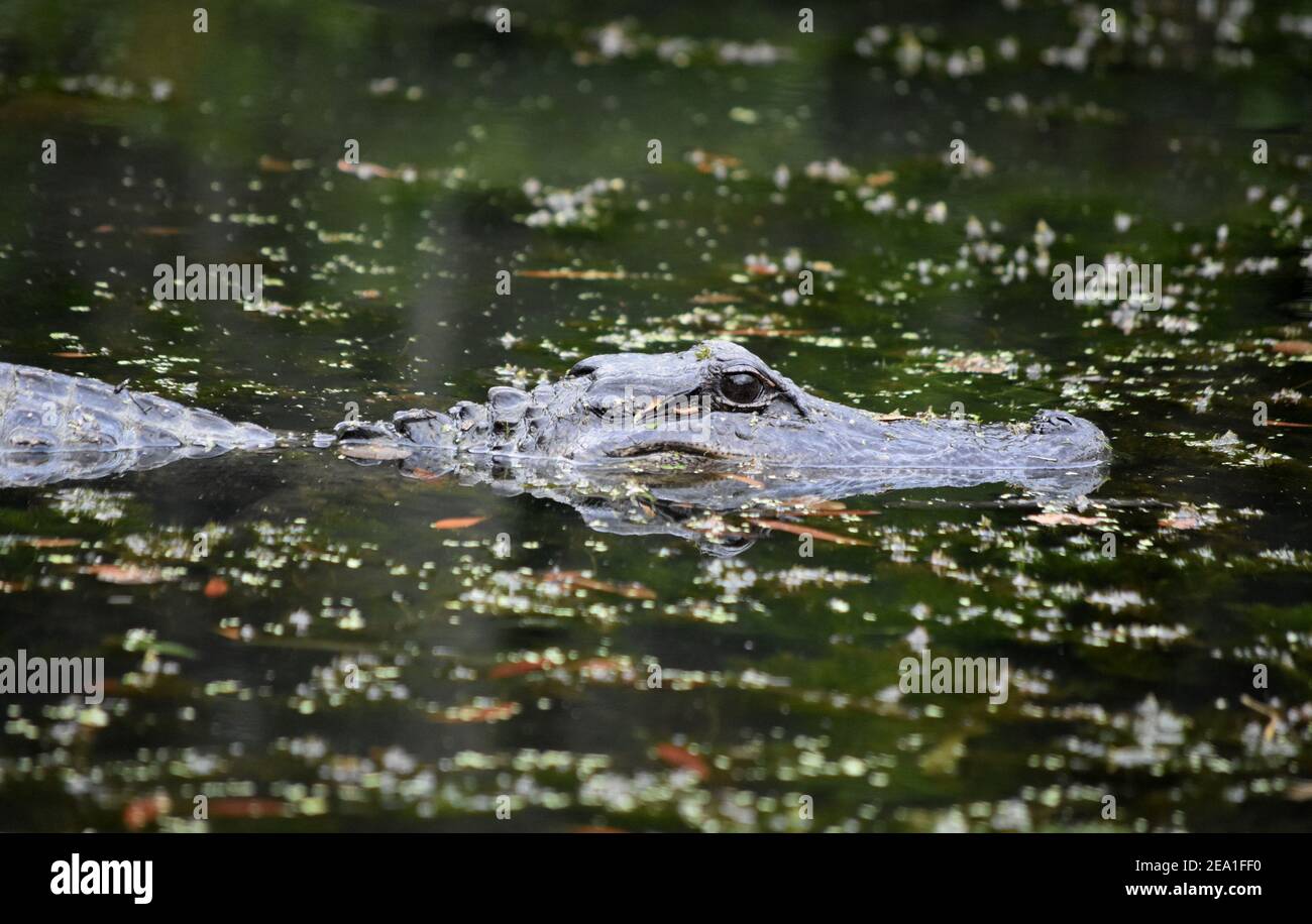 Alligator swimming through swampy waters of Louisiana Stock Photo - Alamy