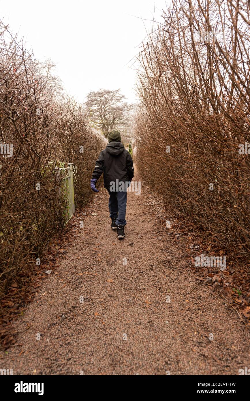 Person walking on a narrow path between two hedges Stock Photo - Alamy