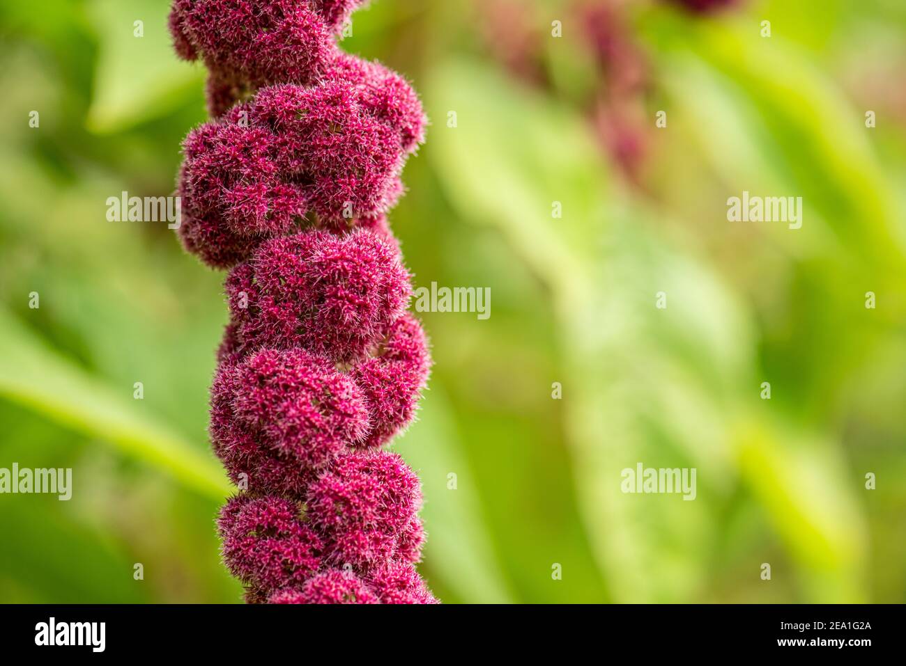 Hanging from a stem hi-res stock photography and images - Alamy