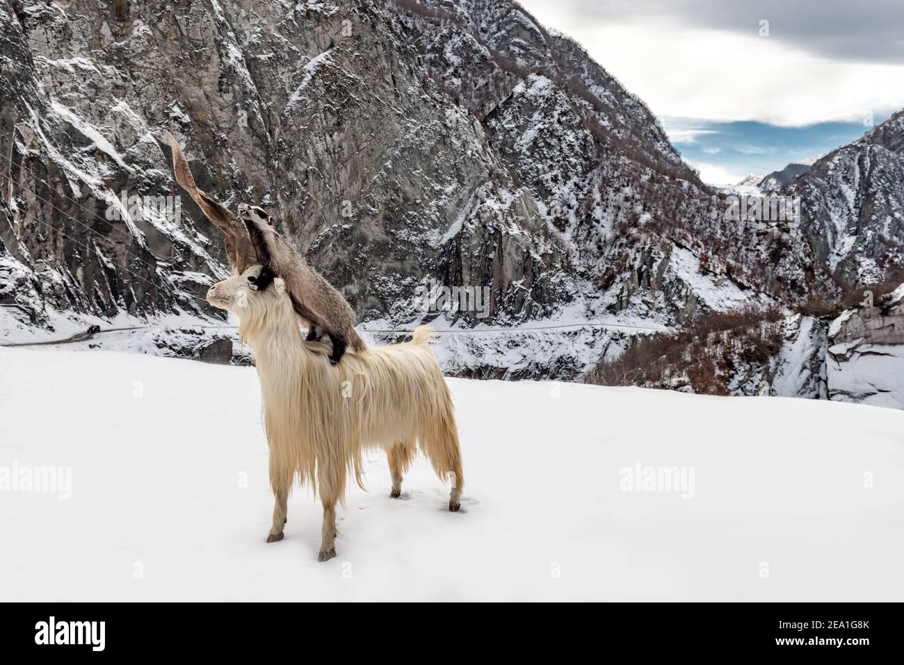 Wild mountain goat on the snow Stock Photo - Alamy