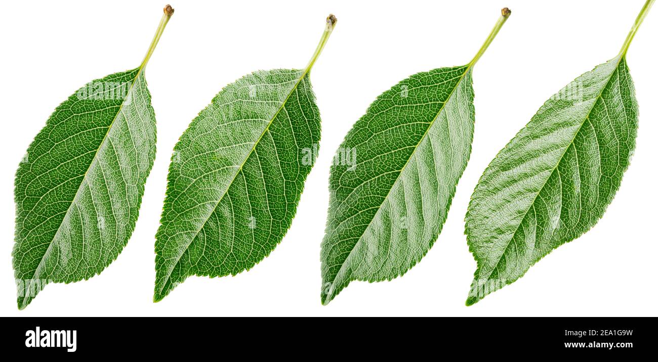Set of cherry leaf isolated on white background with clipping path ...